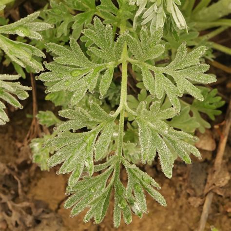Artemisia Absinthium Wormwood