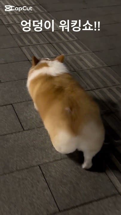 포동한 엉덩이로 걷는 웰시코기 Youtube