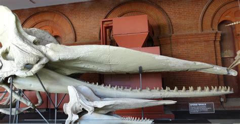 Sperm Whale Skull By Lizardman22 On Deviantart