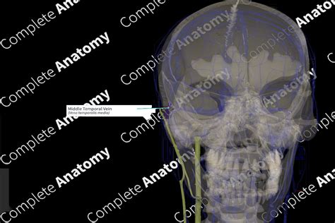 Middle Temporal Vein Left Complete Anatomy