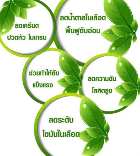 ชาเจียวกู่หลานประโยชน์ดีๆ ดื่มได้ทุกวัน สนใจสั่งซื้อสินค้า หรือถามรายละเอียด ข้อความมาได้เลยจ้า