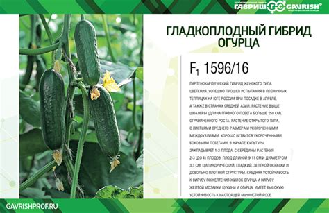 Огурец бугорчатый, огурец гладкий, огурец круглый год | Гавриш