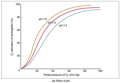 The Bohr Effect How Ph Influences Oxygen Delivery Anatomy Note