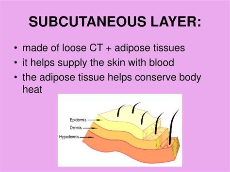 Ppt Cp Physiology Skin And The Integumentary System Powerpoint Presentation Id 1714662