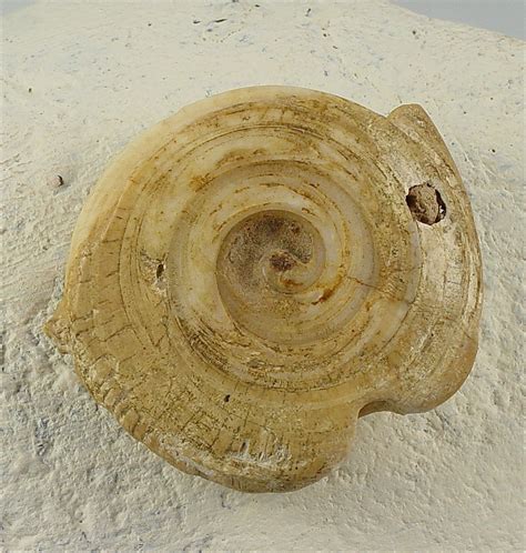 Bactrian Seals And Amulets A Resource Fossil Sea Shells High In The Hindu Kush Mountains