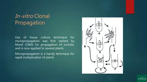 Clonal Propagation Introduction Techniques Factors Applications And Disadvantages Pptx