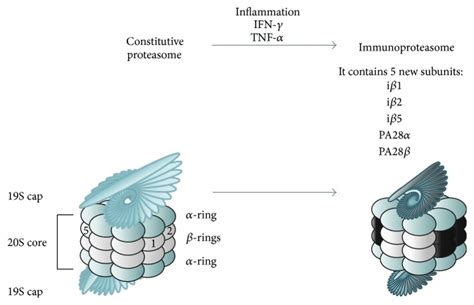 New Insights Into The Function Of The Immunoproteasome In Immune And Nonimmune Cells Pmc