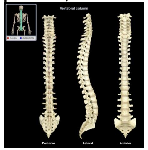 Axial And Appendicular Skeleton Flashcards Quizlet
