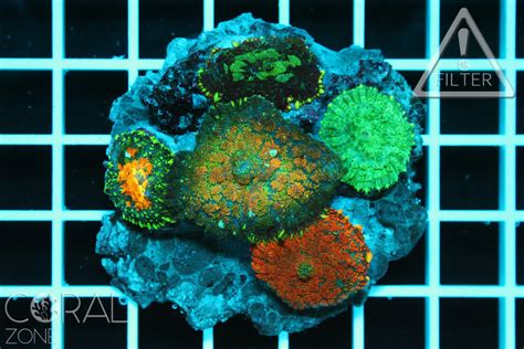 Rhodactis Sp Mushroom Garden” Coral Zone
