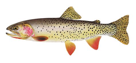 Top 10 Fish To Catch In Idaho — Go Fish Idaho