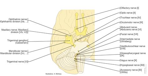 Cranial Nerves Labeled Diagram