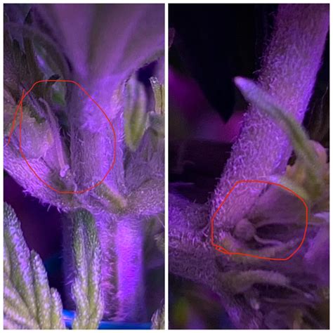 Are These White Stringy Things My Plants Starting To Show Sex R Autoflowers