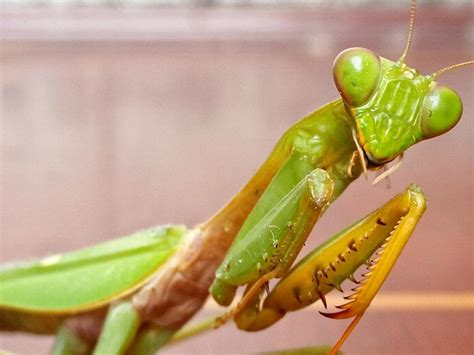 Premium Photo Close Up Of Insect On Branch
