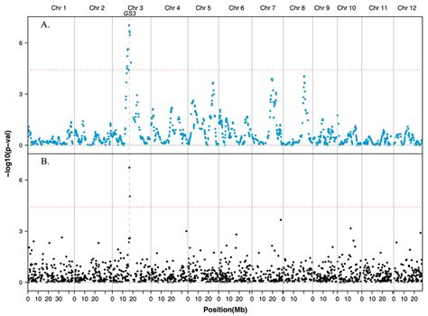 Admixture Mapping And Association Mapping P Values For Grain