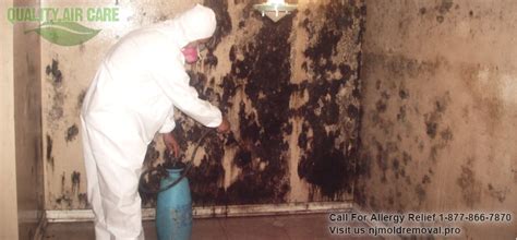 Mold Cleanup Company Moldcleanupnewjersey