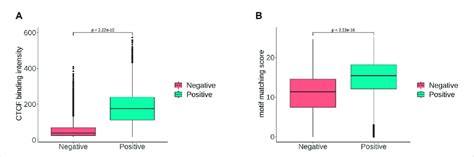 a ctcf binding intensity of positive and negative sets b ctcf