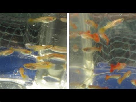 How To Sex Male And Female Guppies Rimeg Ezym