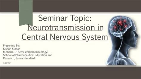 Coordination And Response The Nervous System Igcse Biology Ppt