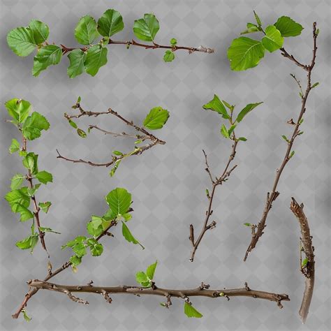 Premium PSD A Tree With The Letter B In The Middle And The Letter B On It