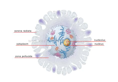Human Female Egg Diagram