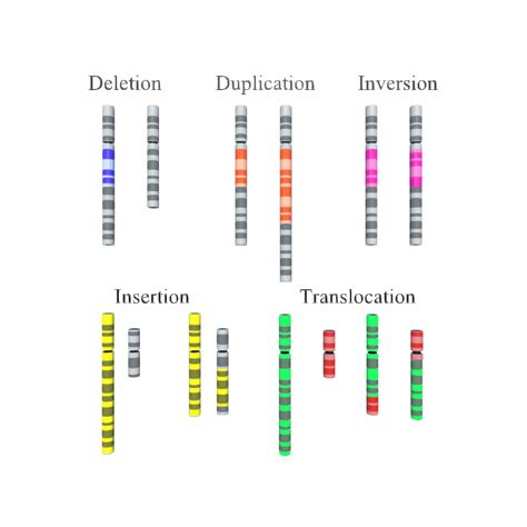 Duplication Mutation