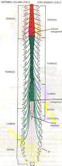 Vertebral Column Spinal Cord Anatomy Of The Vertebral Column Doctor