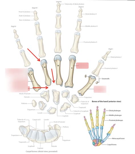 Metacarpals Diagram Quizlet