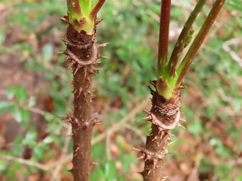 Devils Walking Stick Edisto Island Open Land Trust South Carolina