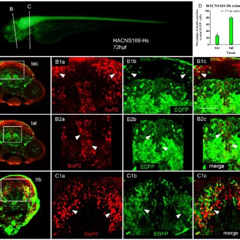Hacns750 Hs Drives Egfp To Foxp2 Expressing Cells A Double Ihc Assay Download Scientific