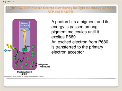 Chapter 10 Photosynthesis Ppt Download