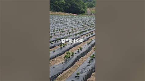 감자밭 근황입니다 싹이 많이 올라왔네요 강원도 농사 감자 농사 농업 농부 청년농부 수미감자 강릉 강원도 Youtube