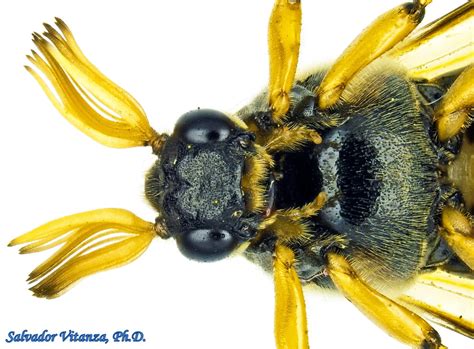 Coleoptera Ripiphoridae Ripiphorus Rex Wedge Shaped Beetles Male F