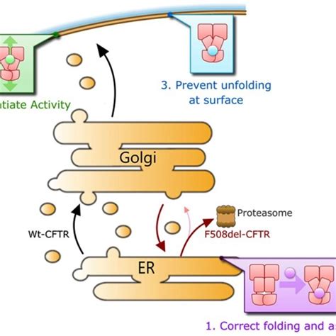 Structural Models Of Cftr A Full Length Homology Model Of Cftr