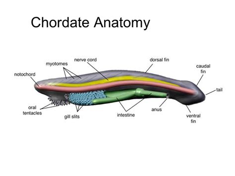 Chordata Diagram