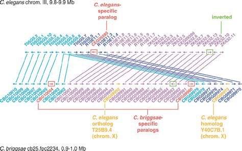 A Region On C Elegans Chromosome Iii Containing 33 Genes And The