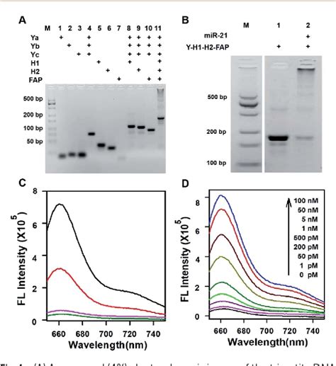 Figure 1 From Rna Imaging In Living Mice Enabled By An In Vivo