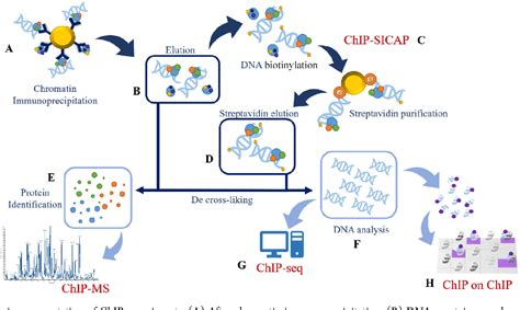 Figure 3 From Protein Dna Rna Interactions An Overview Of Investigation Methods In The Omics