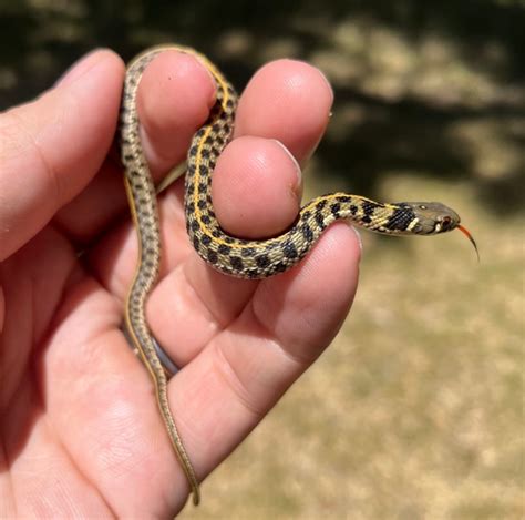 Checkered Garter Snake Facts Description Diet And Pictures