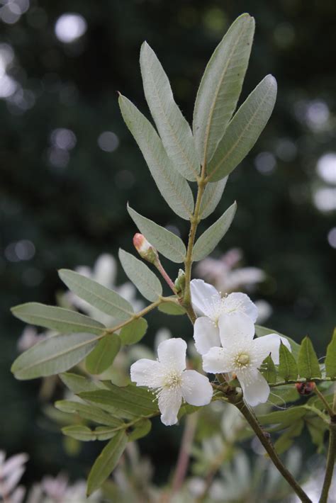 Eucryphia Moorei Pan Global Plants