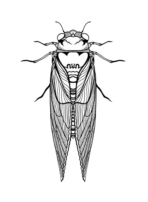 Drawing Cockroach Coloring Page Free Printable Coloring Pages