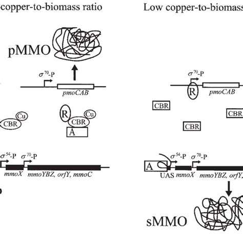 Model Not To Scale Of The Soluble Methane Monooxygenase Complex From Download Scientific