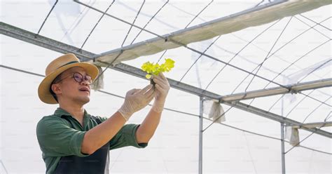 유기농 채소 수경 농장에서 일하는 아시아 남자 농부 남성 수경 샐러드 정원 주인은 수확을 위해 온실 농장에서 야채의 품질을 확인합니다 식품 생산 사업 산업 개념 사진