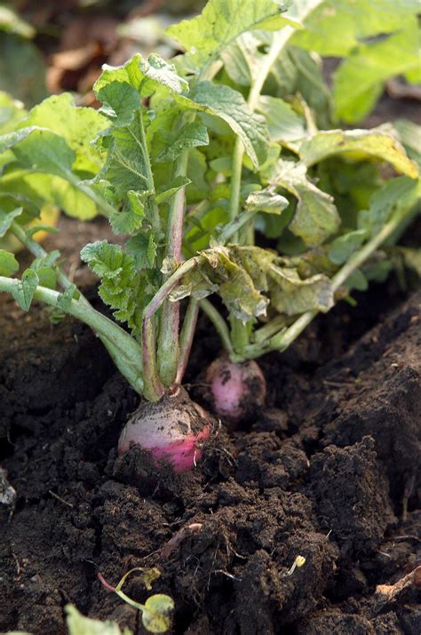 Root Vegetables Growing