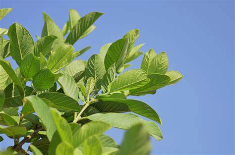 Pohon Jambu Biji Muda Foto Stok Unduh Gambar Sekarang Jambu Biji Pohon Alam Istock
