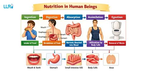 Nutrition In Human Beings 5 Steps Explained With Diagram
