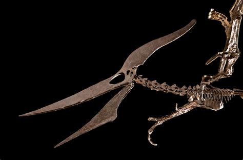 This Is How Much Sothebys Expects A Pair Of Dinosaur Fossils To