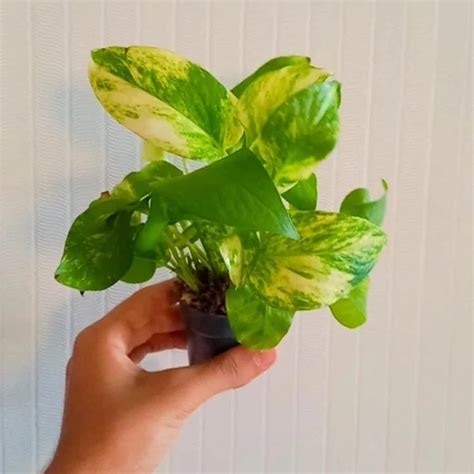 خرید و قیمت پک 4 نوع پتوس پتوس ببری پتوس ارتشی پتوس ابلق و سبز ترب