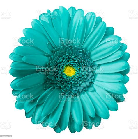 클리핑 패스와 함께 고립 된 흰색 바탕에 청록색 Gerbera 꽃 아니 그림자입니다 근접 촬영입니다 자연입니다 꽃 식물에 대한 스톡 사진 및 기타 이미지 Istock