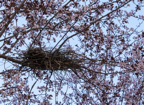 Bird S Nest Among Spring Flowers Bird S Nest On The Tree Blooming Tree In Spring With Nest For
