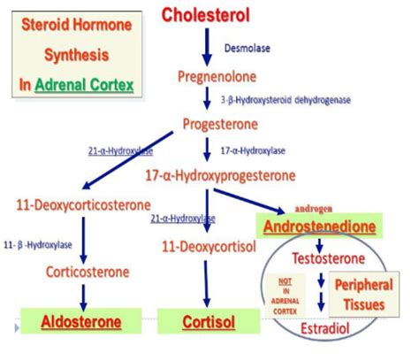 Lecture 12 Detailed Exploration Of Adrenal Cortex And Adrenal Steroid Hormones Flashcards